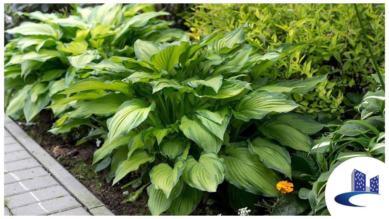 Best Plants For Outdoor Garden | Outdoor Wall Planters Ideas